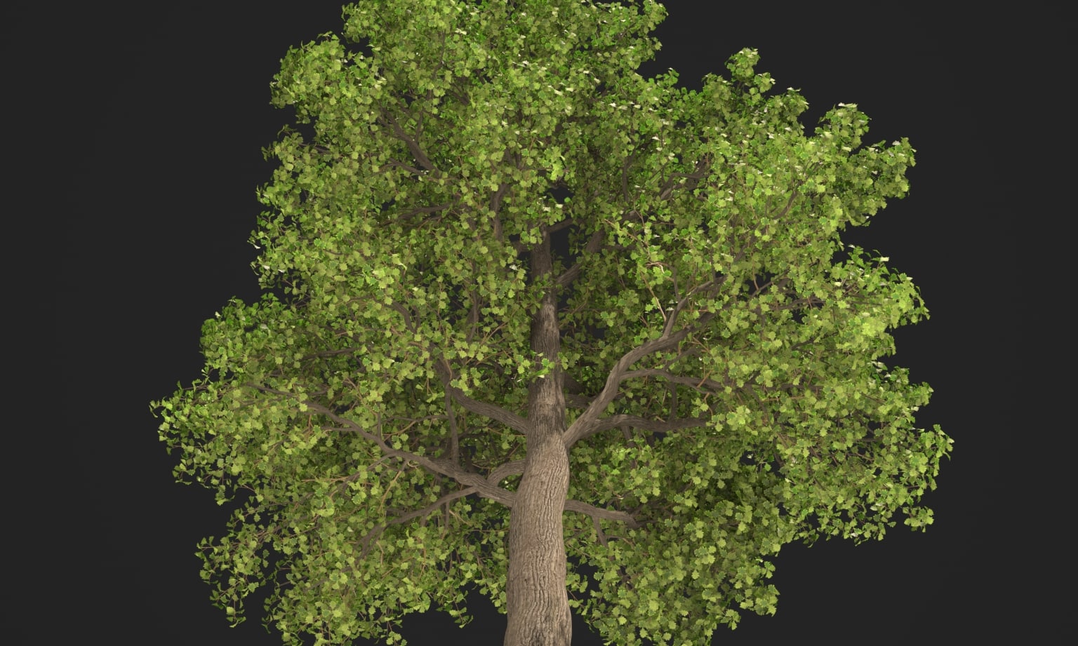 3D oak tree animation model - TurboSquid 1180520