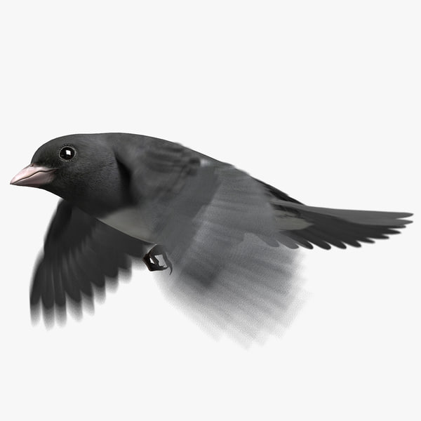 Modello 3D Junco dagli occhi scuri (animato) - TurboSquid 1182146