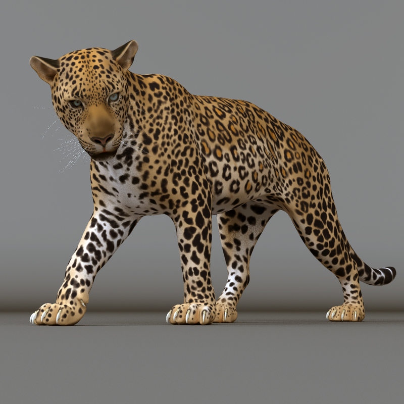 Free leopard rig 3D model - TurboSquid 1182228