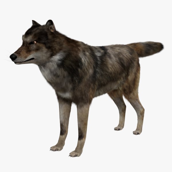Rigged Blender Wolf Models | TurboSquid