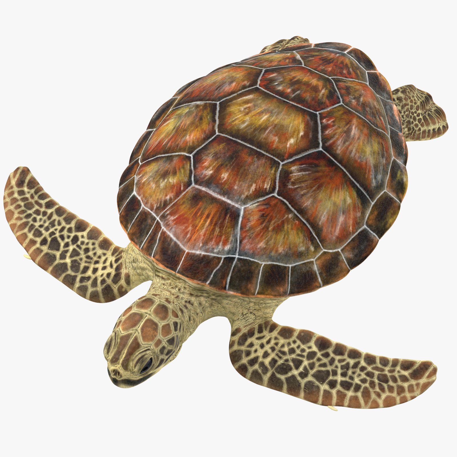 3D model sea turtle stemcell - TurboSquid 1182566