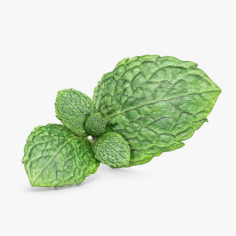 3D peppermint mint - TurboSquid 1182815