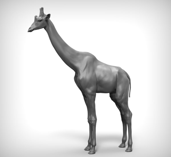 Giraffe 3D Models for Download | TurboSquid