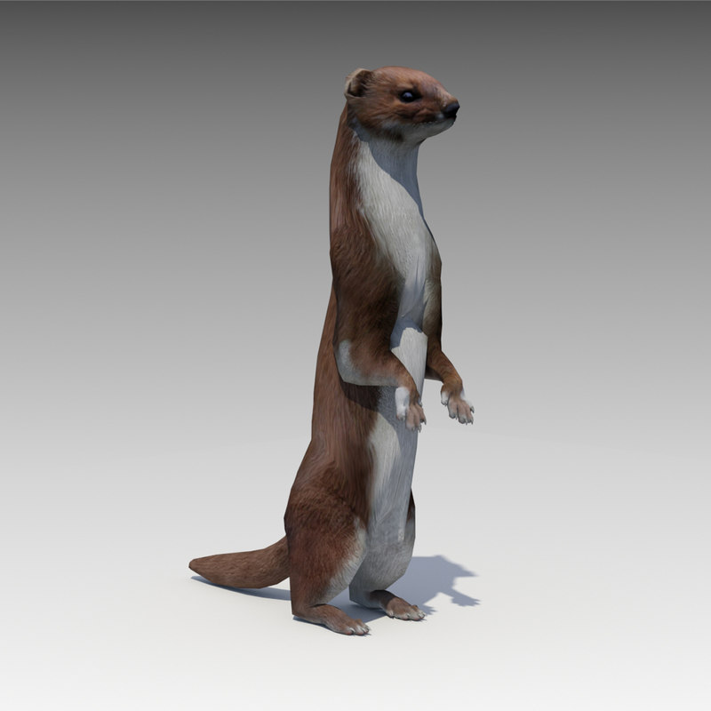 3D weasel model - TurboSquid 1184225