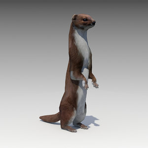 Free Animal Weasel 3D Models for Download | TurboSquid