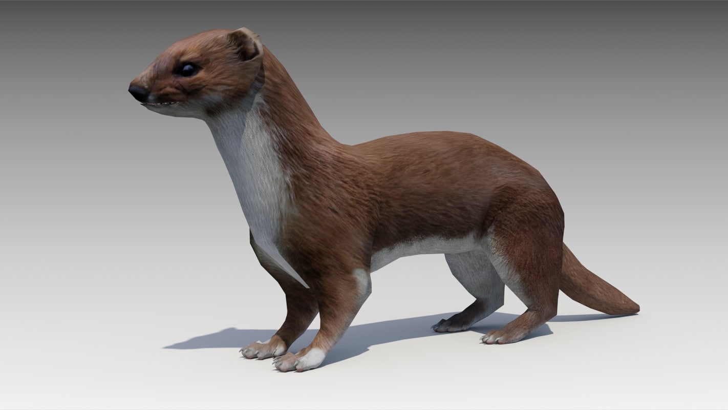 3D weasel model - TurboSquid 1184225