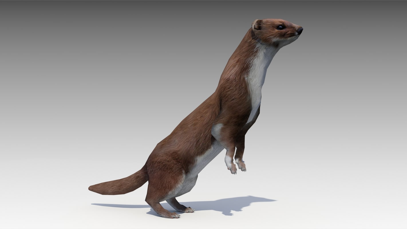 3D weasel model - TurboSquid 1184225