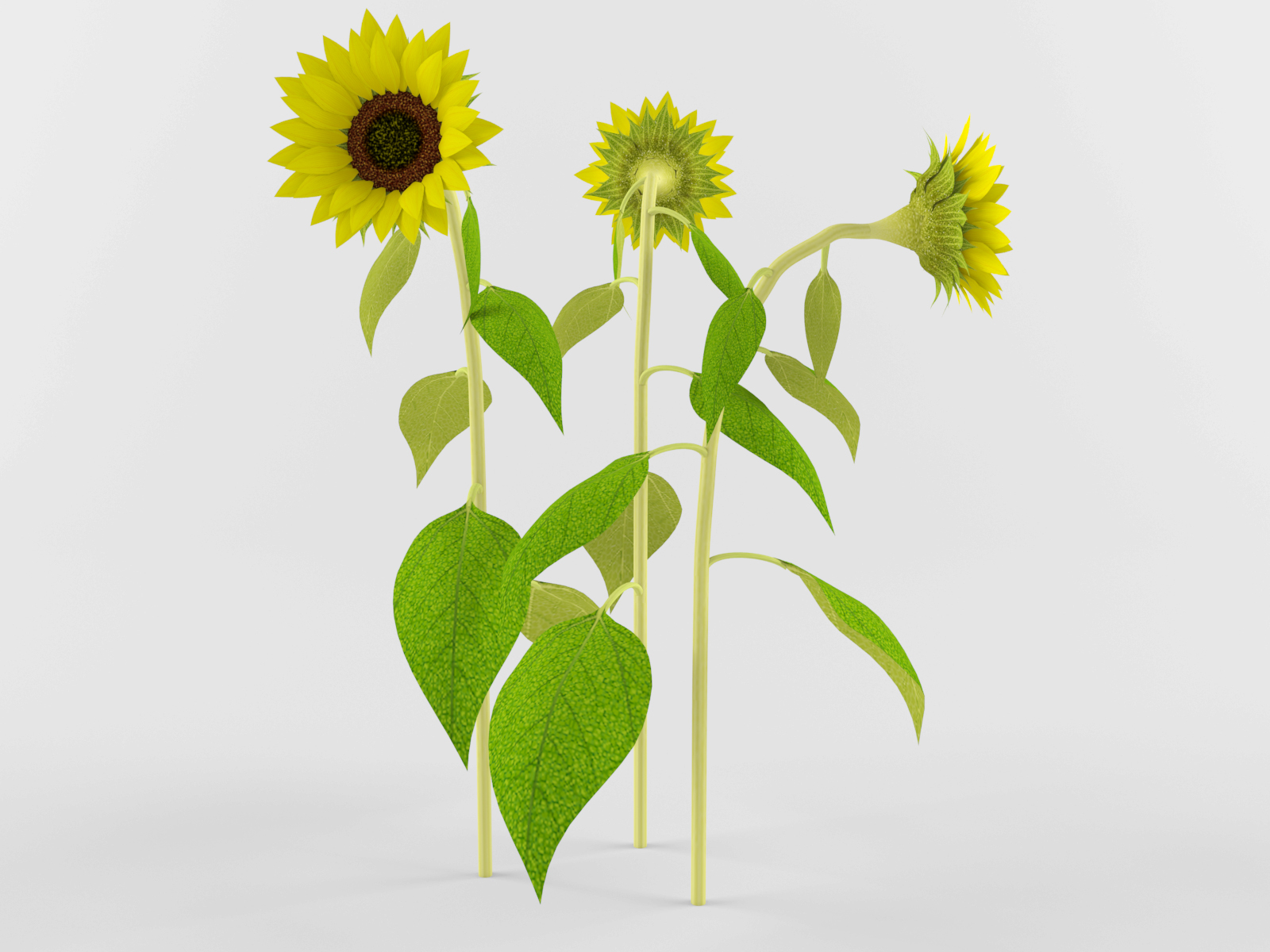 3D model realistic sunflower - TurboSquid 1184252