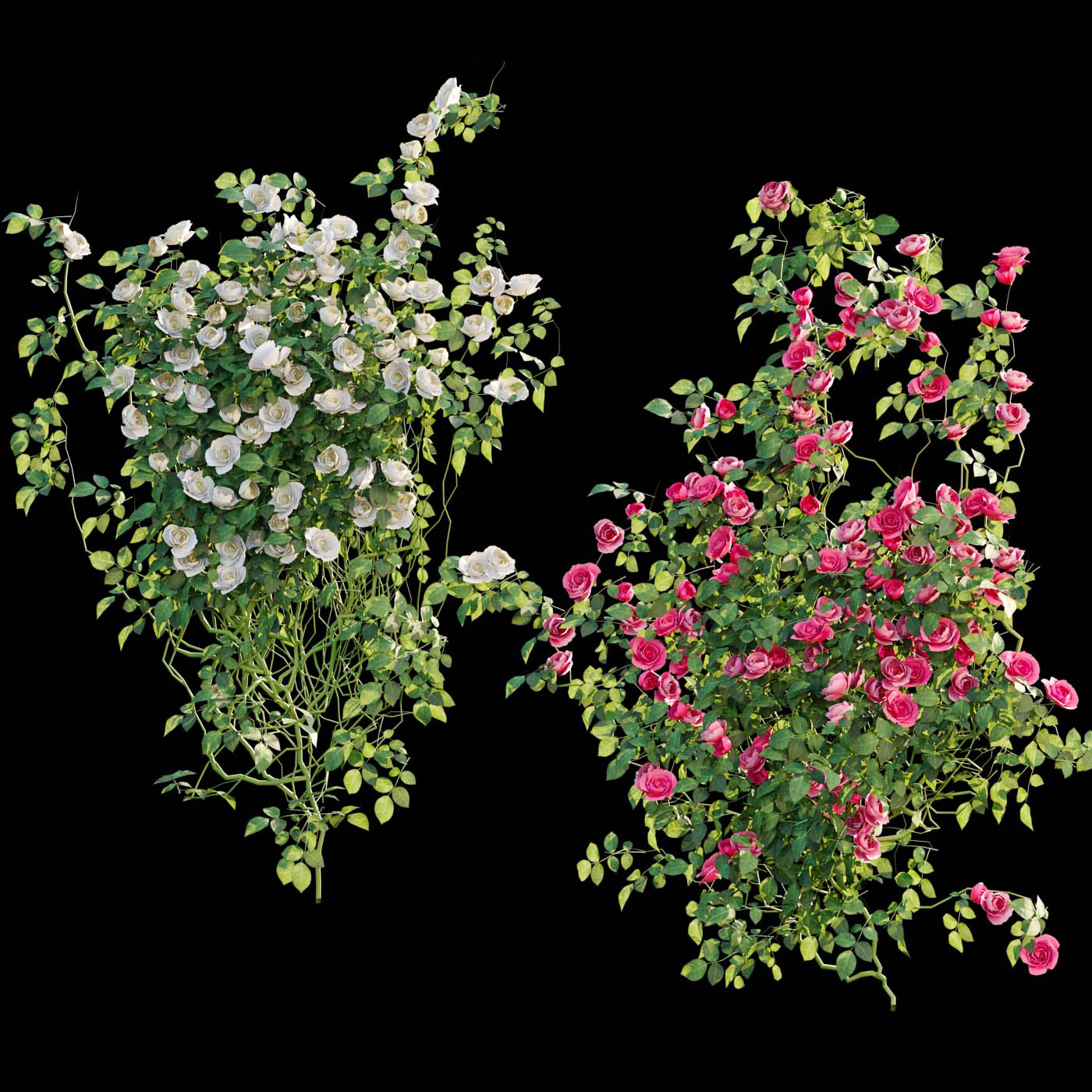 3D roses bush model - TurboSquid 1184271