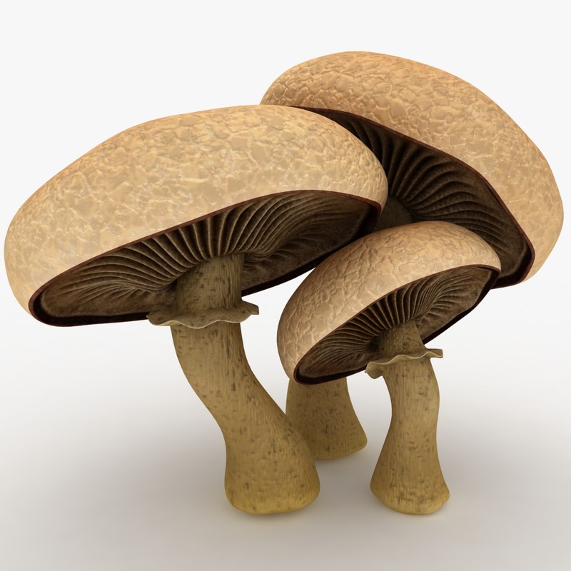 Mushrooms set 3D model - TurboSquid 1184320