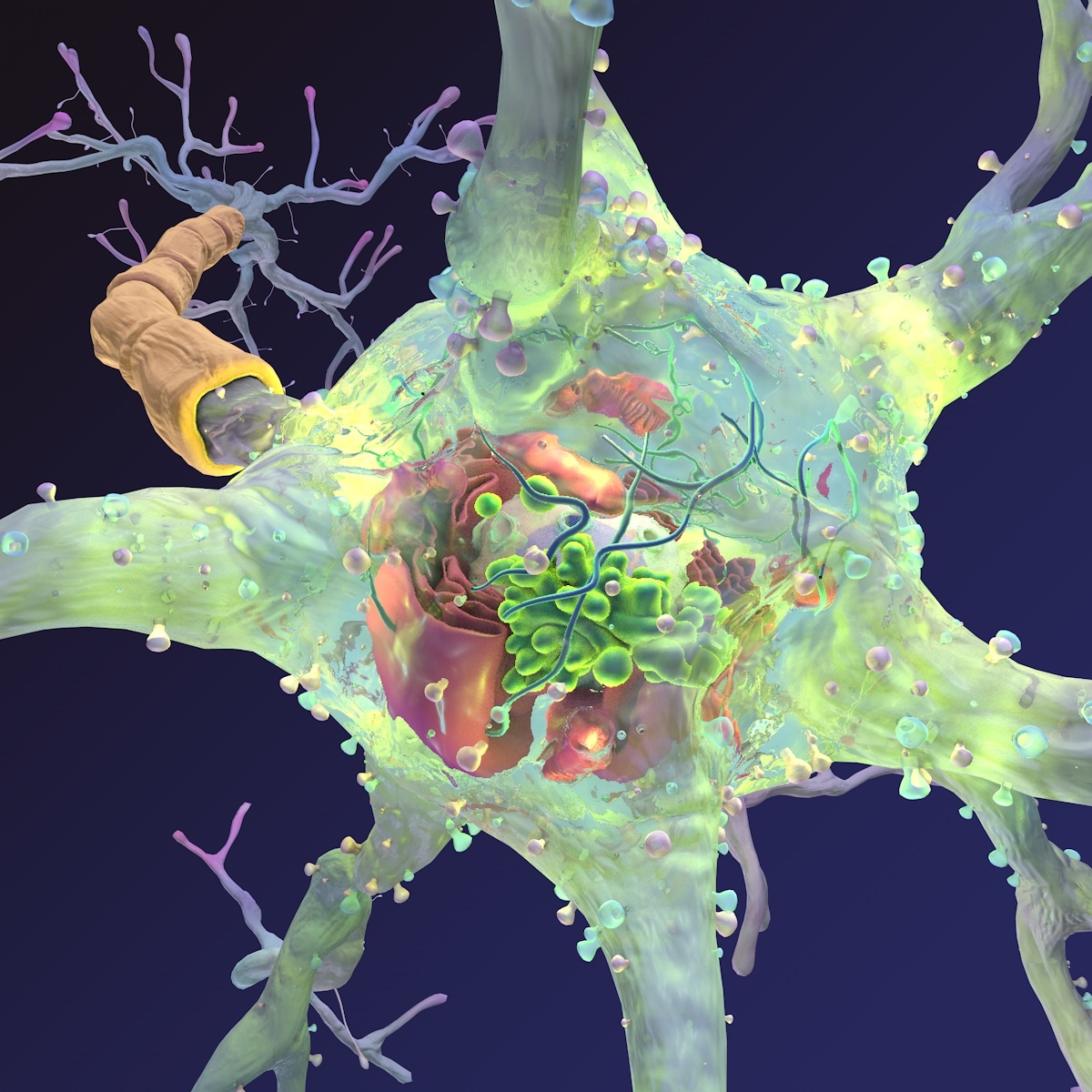 Neuron synapses receptors 3D model - TurboSquid 1184448