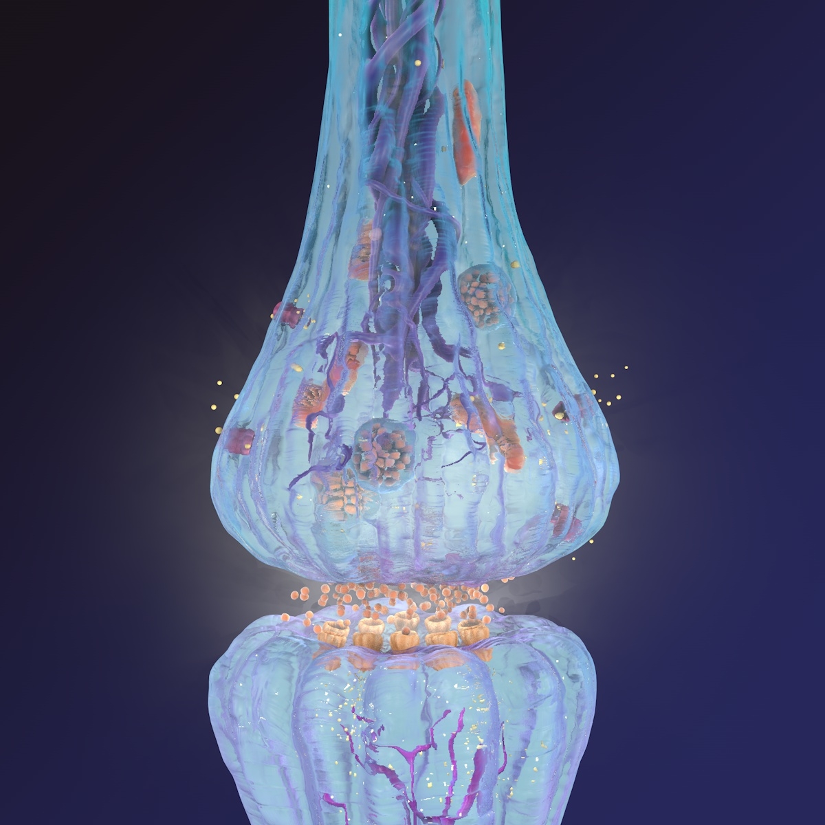 Neuron synapses receptors 3D model - TurboSquid 1184448