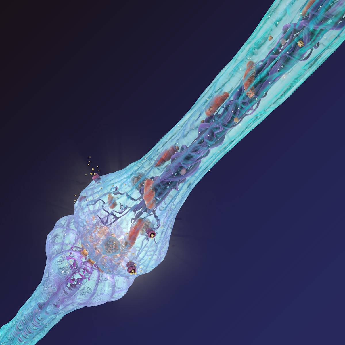 Neuron synapses receptors 3D model - TurboSquid 1184448