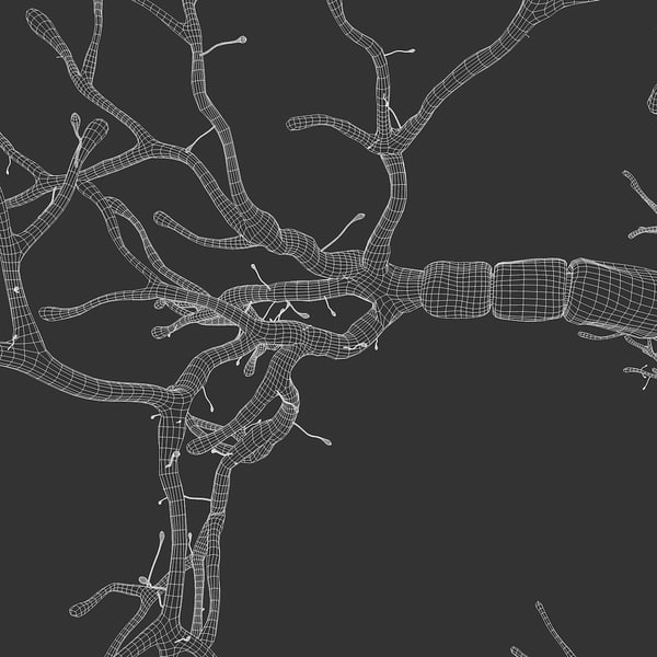 Neuron synapses receptors 3D model - TurboSquid 1184448