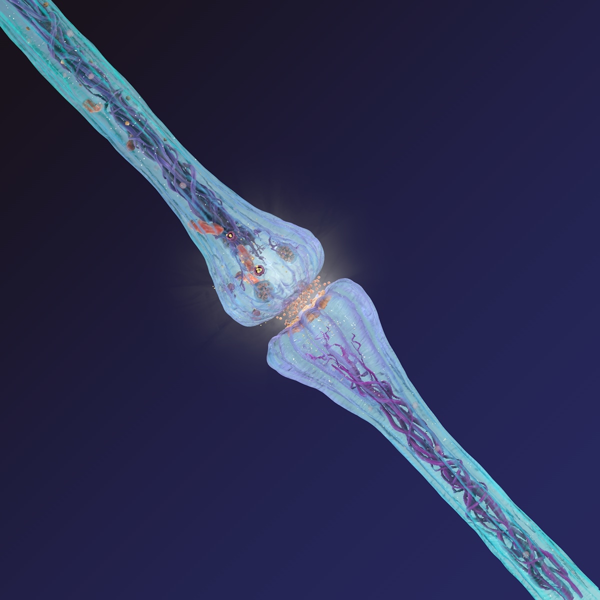 Neuron synapses receptors 3D model - TurboSquid 1184448