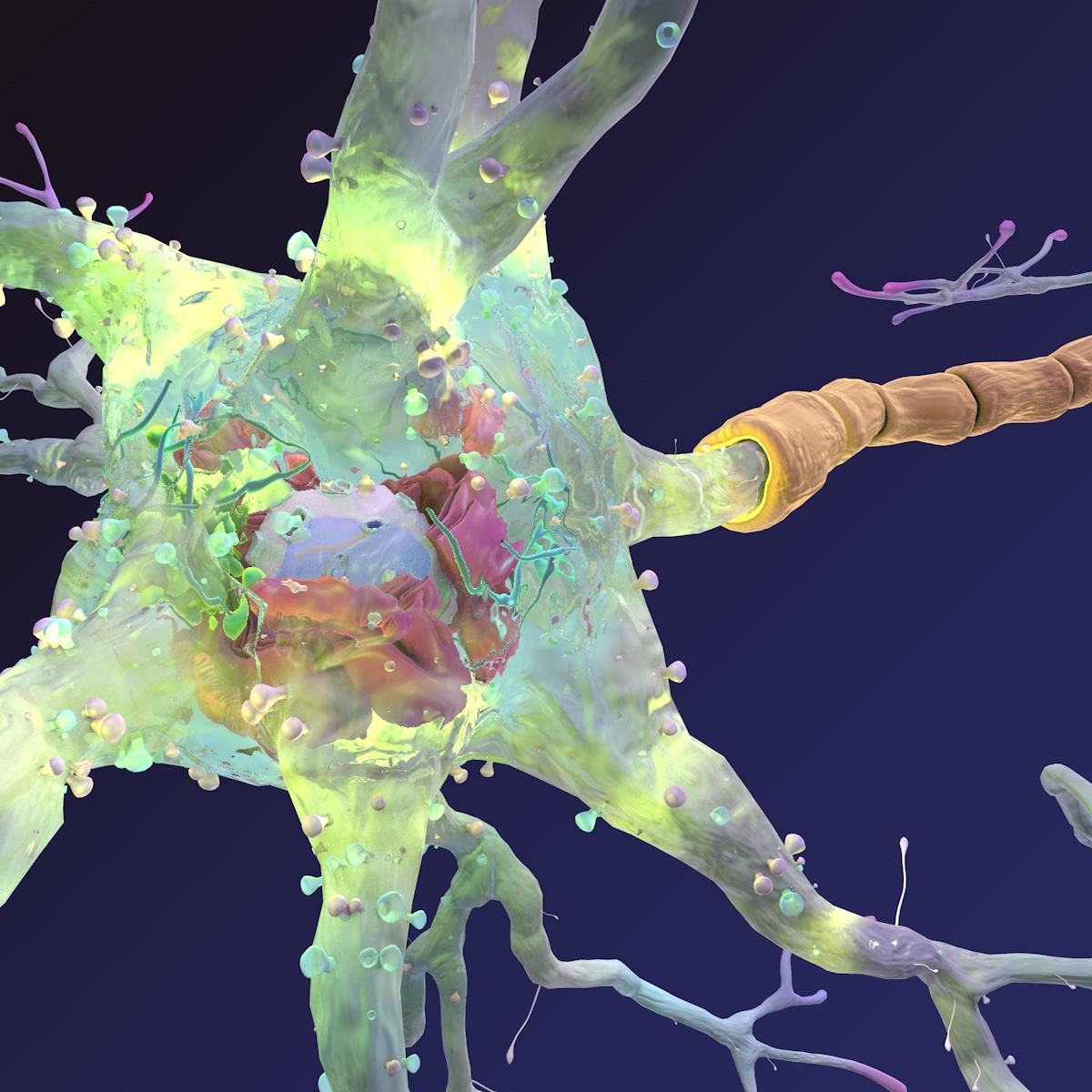 Neuron synapses receptors 3D model - TurboSquid 1184448