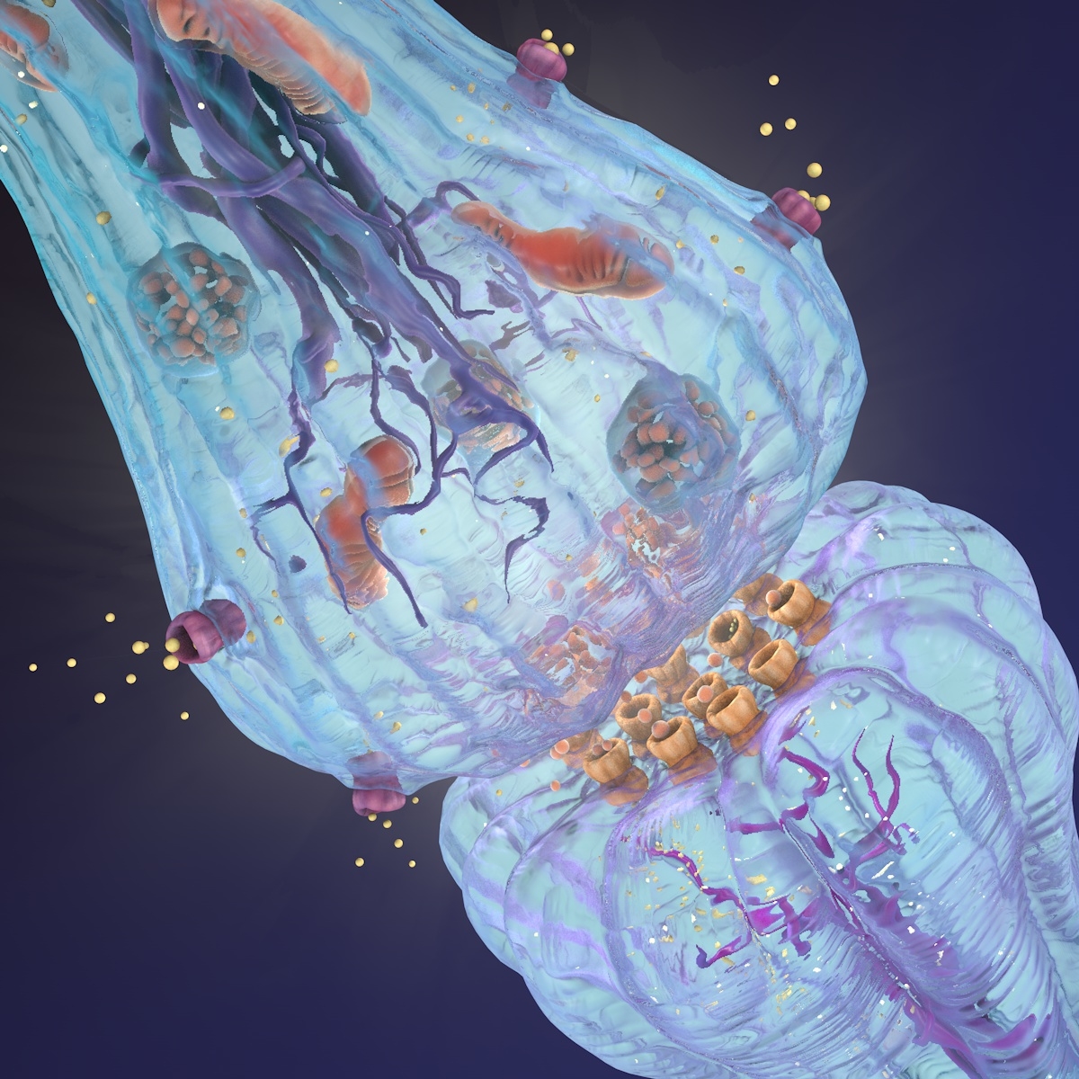 Neuron synapses receptors 3D model - TurboSquid 1184448