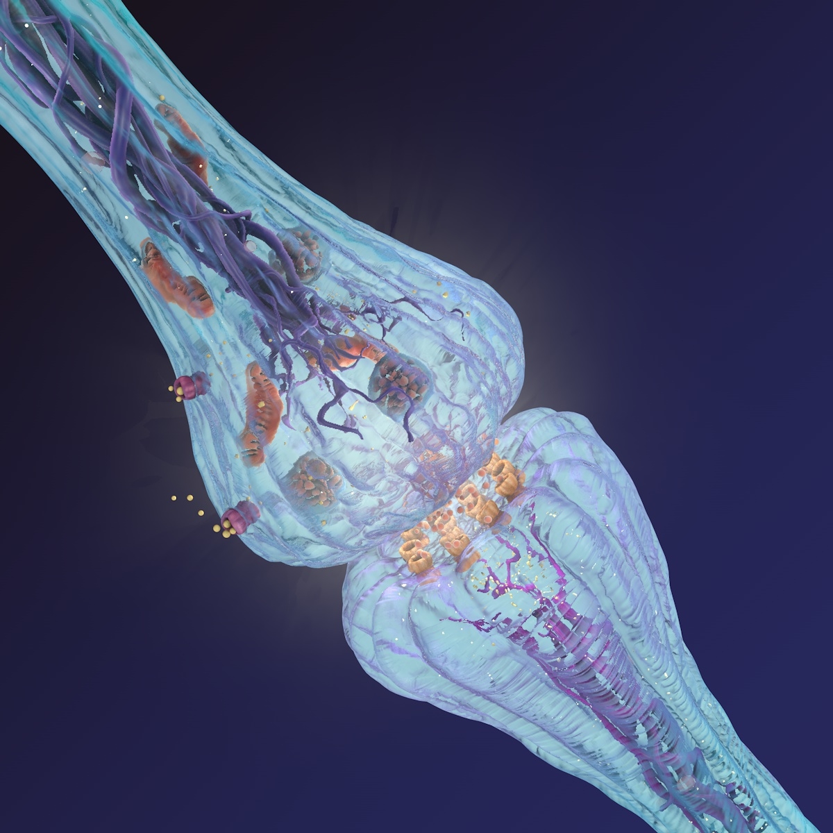 Neuron synapses receptors 3D model - TurboSquid 1184448