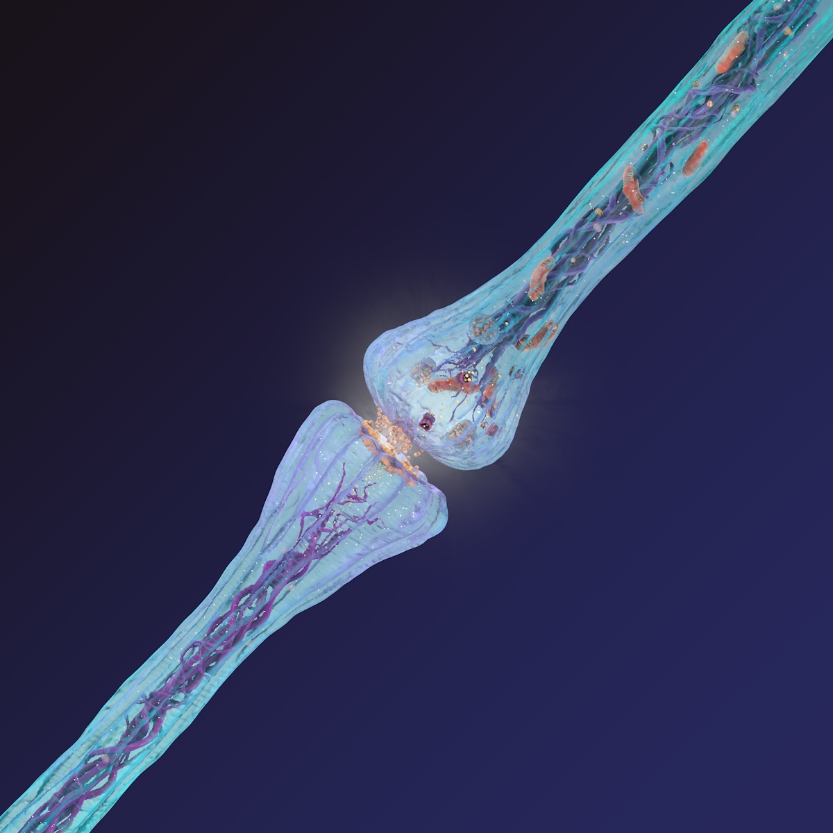 Neuron synapses receptors 3D model - TurboSquid 1184448