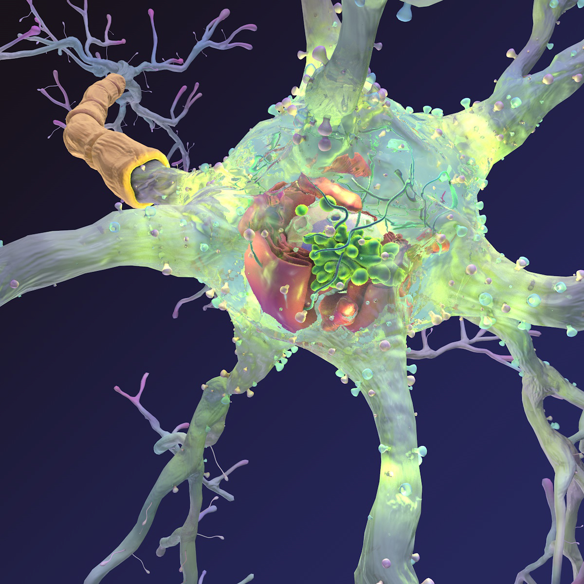 Neuron synapses receptors 3D model - TurboSquid 1184448