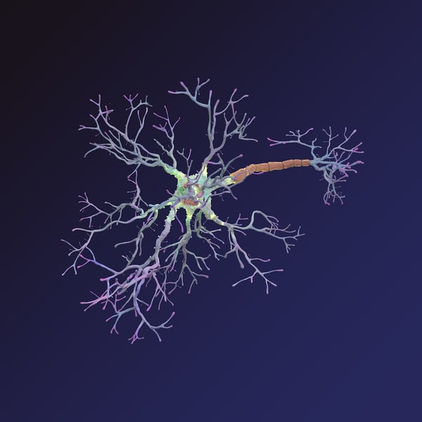 Neuron synapses receptors 3D model - TurboSquid 1184448