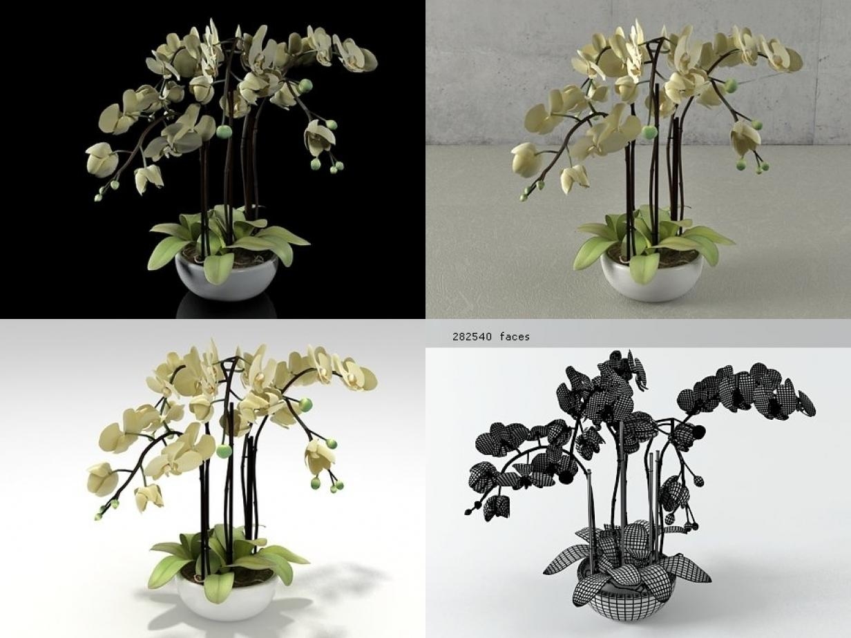 Free 3D orchid n - TurboSquid 1185801