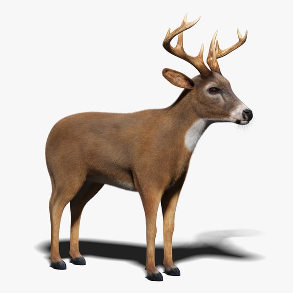 Deer Blender Models for Download | TurboSquid