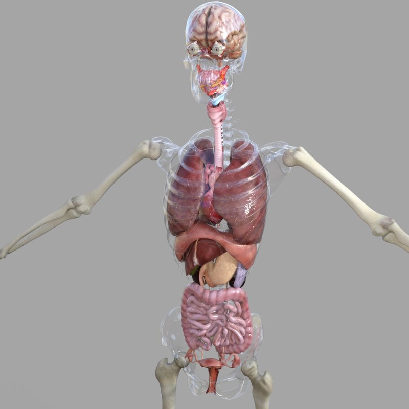 Human Female Anatomy 3D Model TurboSquid 1187074
