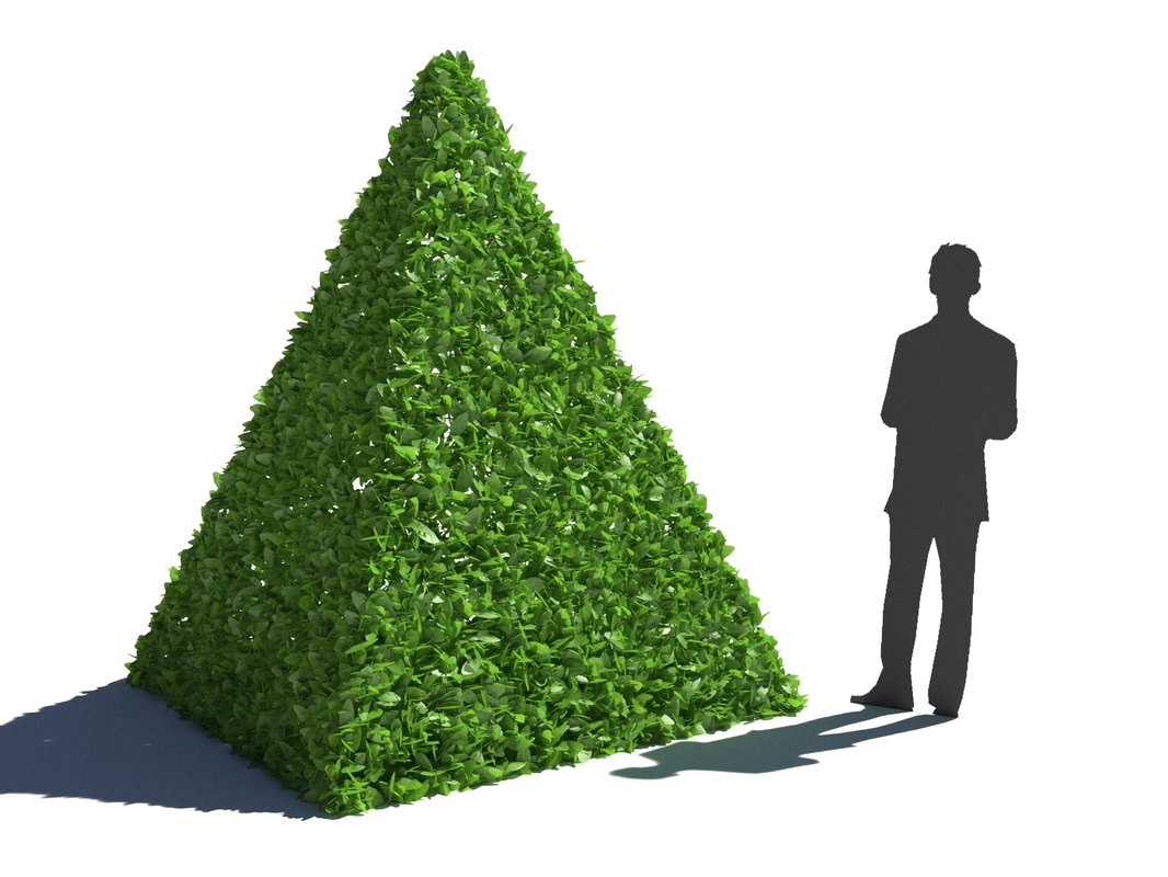 Bush hedge model - TurboSquid 1187847