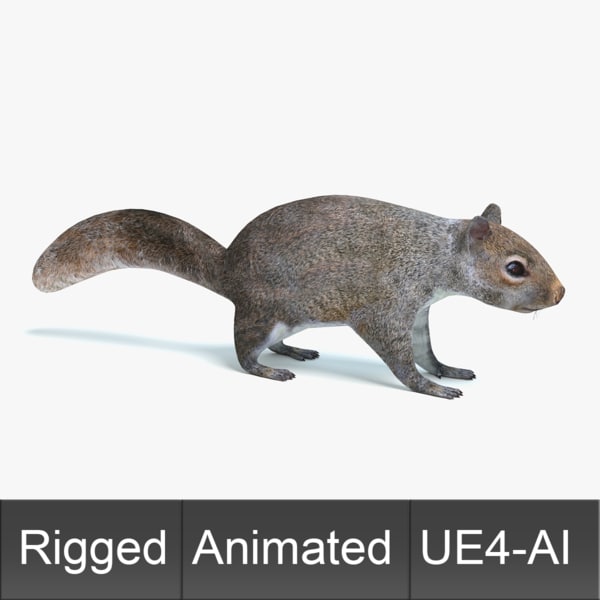 Squirrel 3D Models for Download | TurboSquid