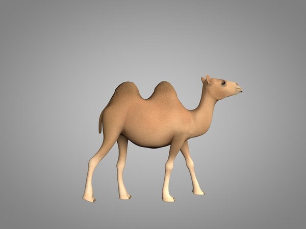 Camel 3D Models for Download | TurboSquid