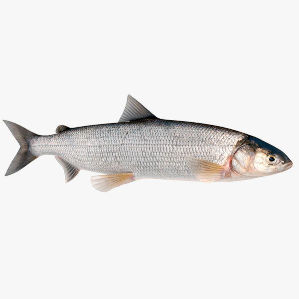 3d model whitefish animation