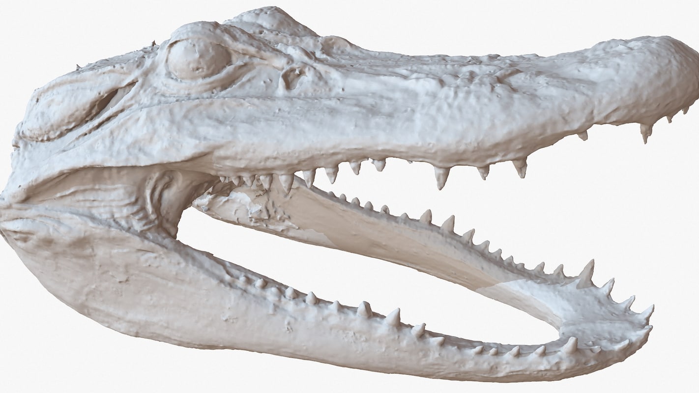 3D crocodile head 1m raw - TurboSquid 1189341