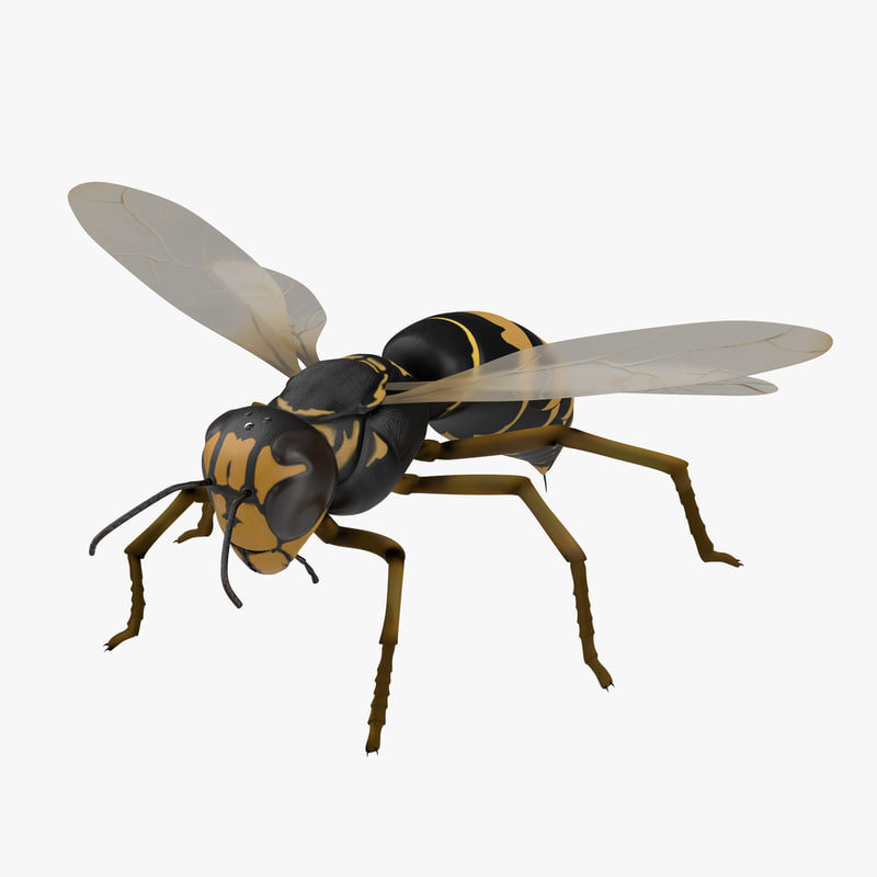 Wasp 3D model - TurboSquid 1189560
