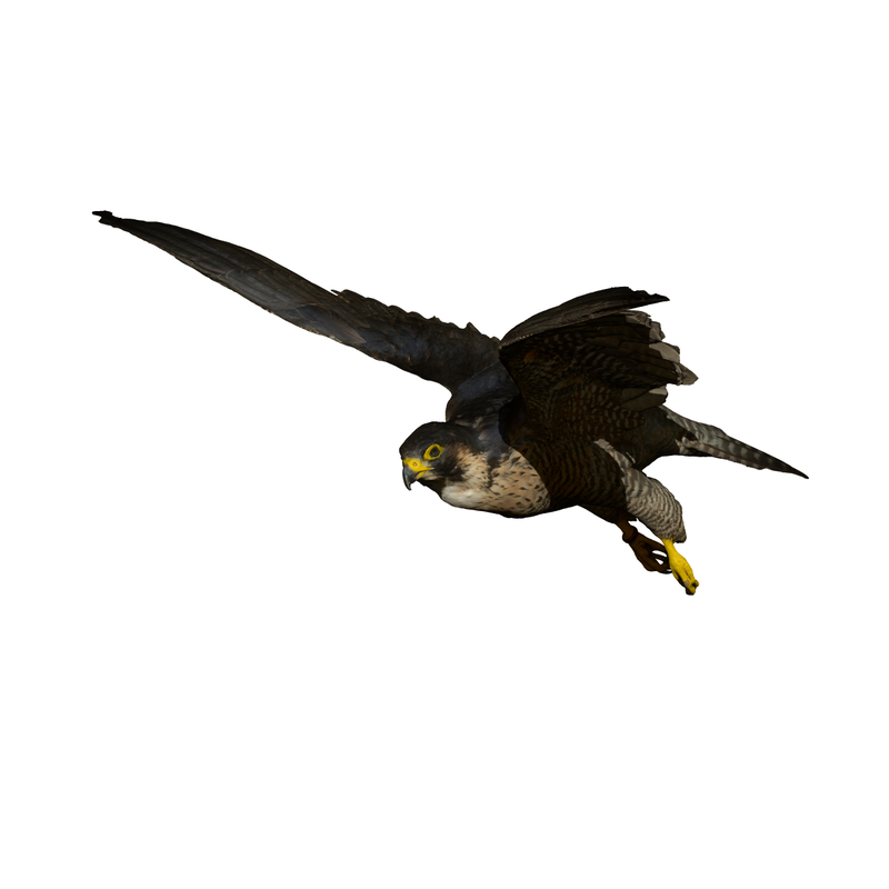 3D falcon in-flight taxidermy model - TurboSquid 1190479