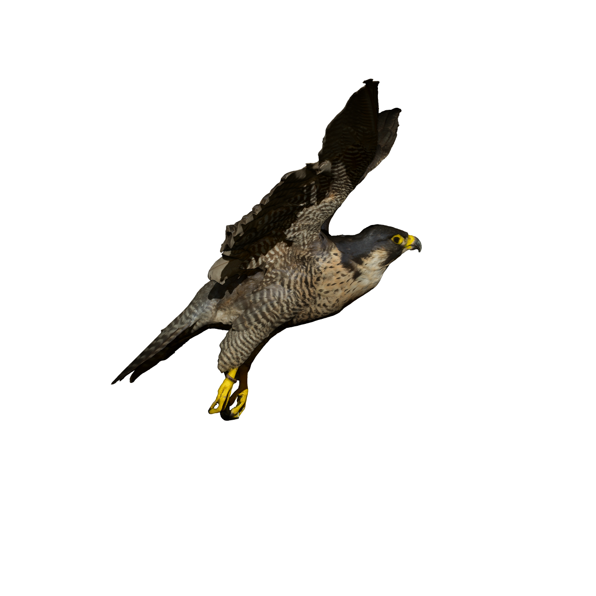 3D falcon in-flight taxidermy model - TurboSquid 1190479