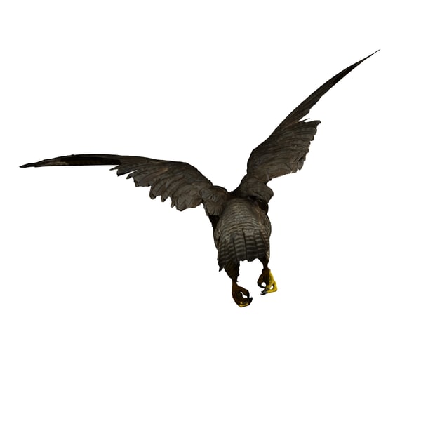 3D falcon in-flight taxidermy model - TurboSquid 1190479