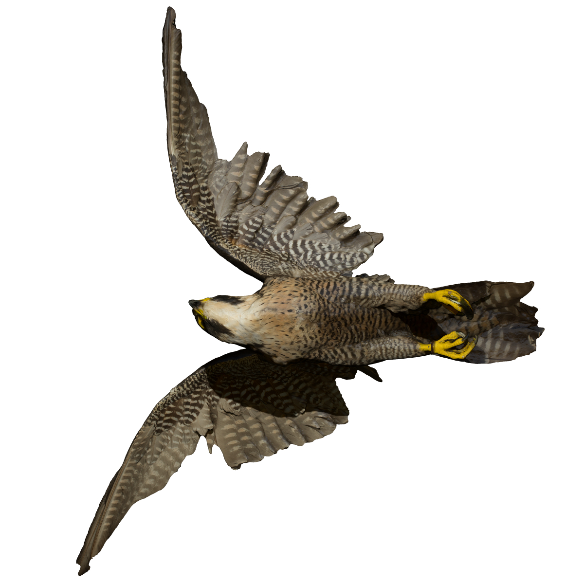 3D falcon in-flight taxidermy model - TurboSquid 1190479