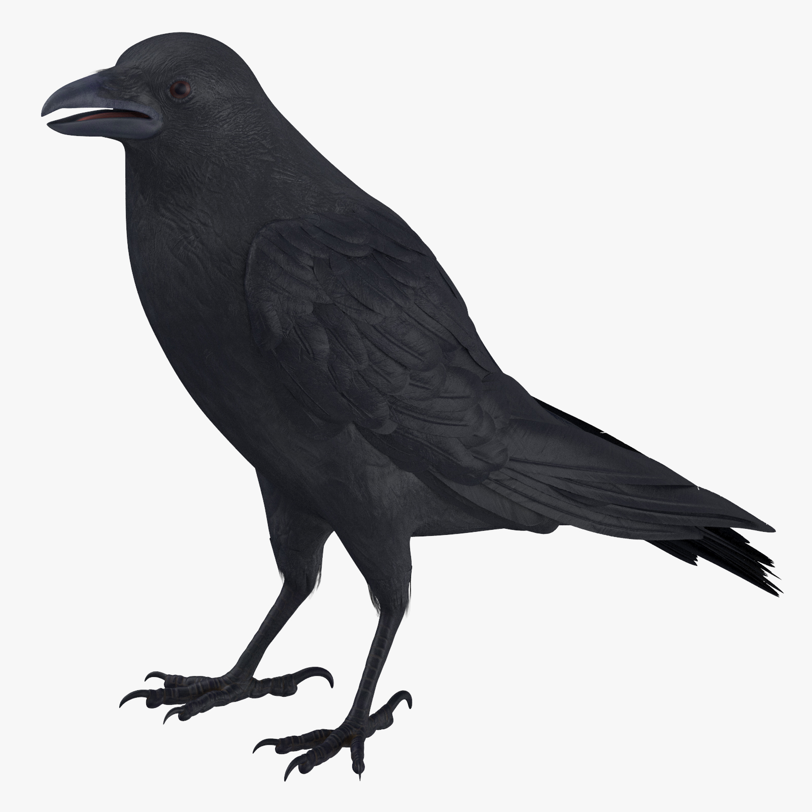 Crow 3 poses 3D model - TurboSquid 1190945