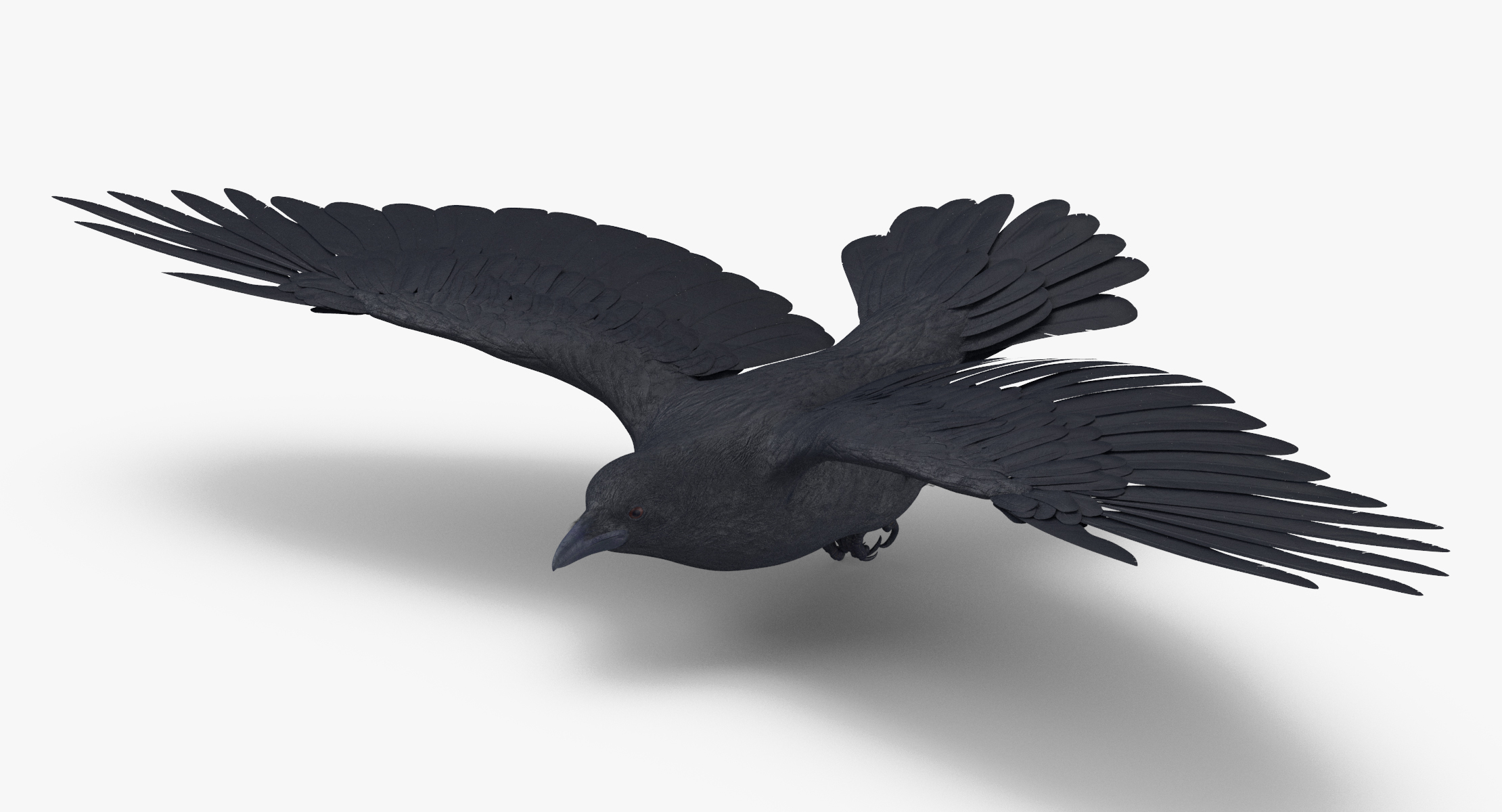Crow 3 poses 3D model - TurboSquid 1190945