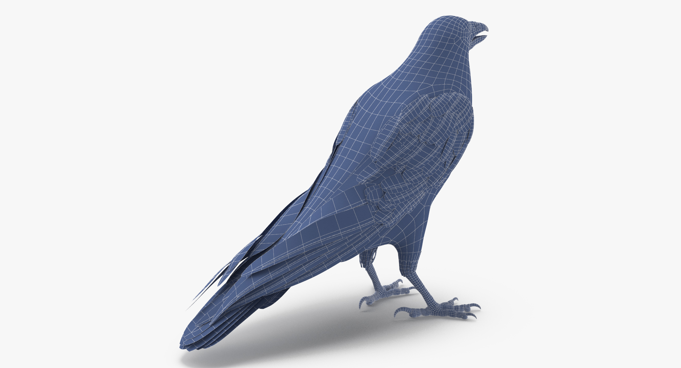 Crow 3 poses 3D model - TurboSquid 1190945