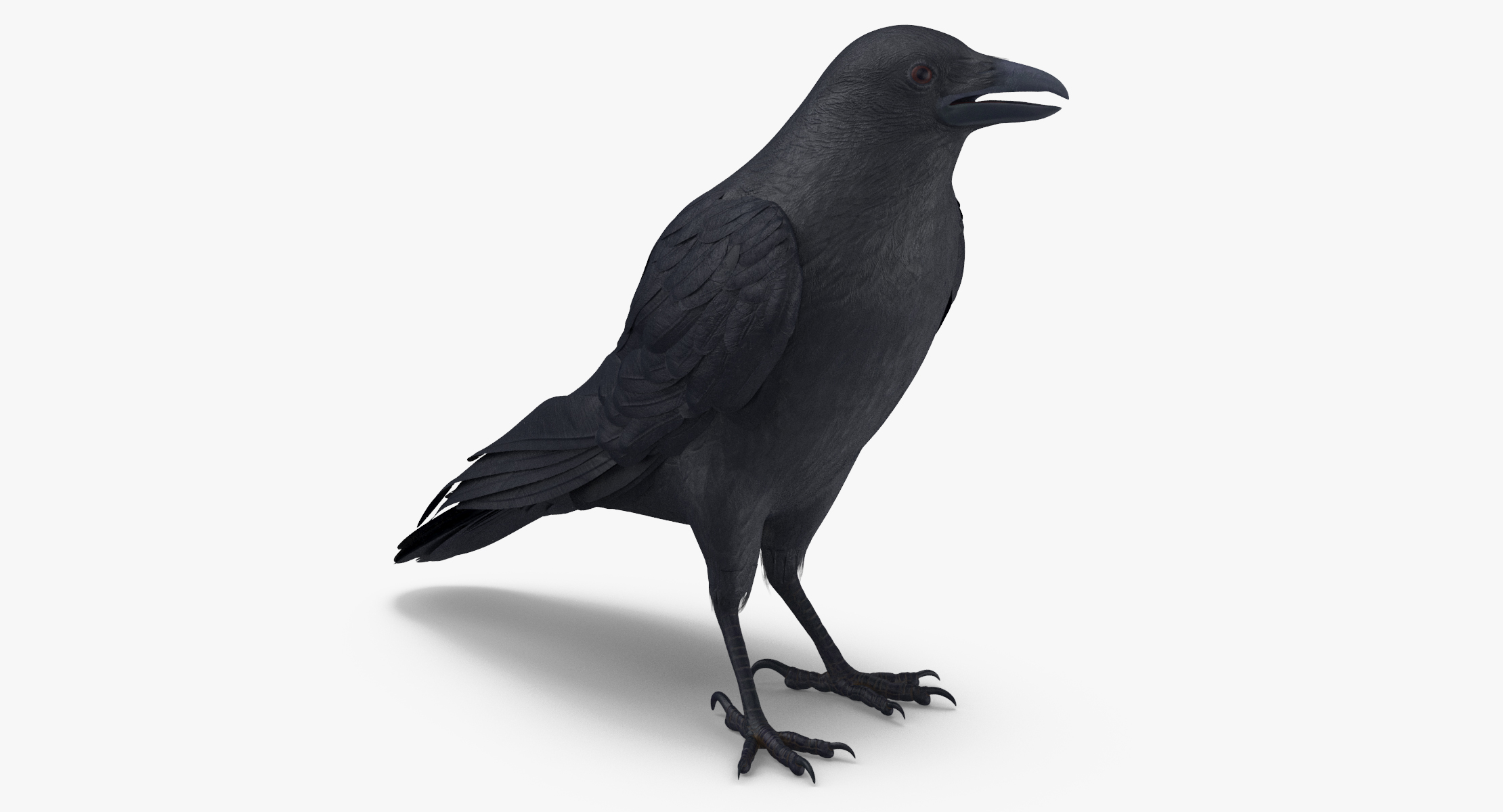Crow 3 poses 3D model - TurboSquid 1190945