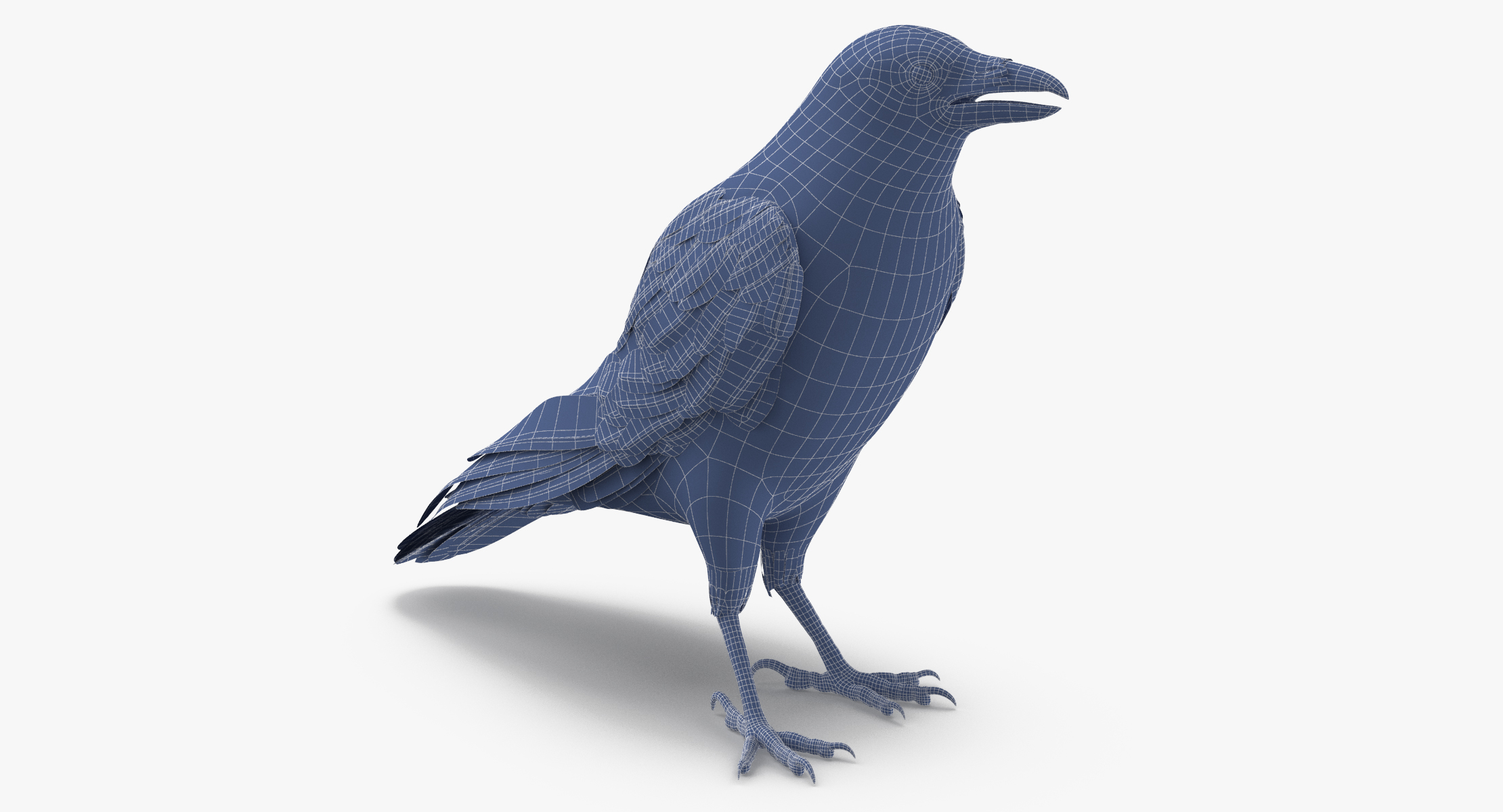 Crow 3 poses 3D model - TurboSquid 1190945