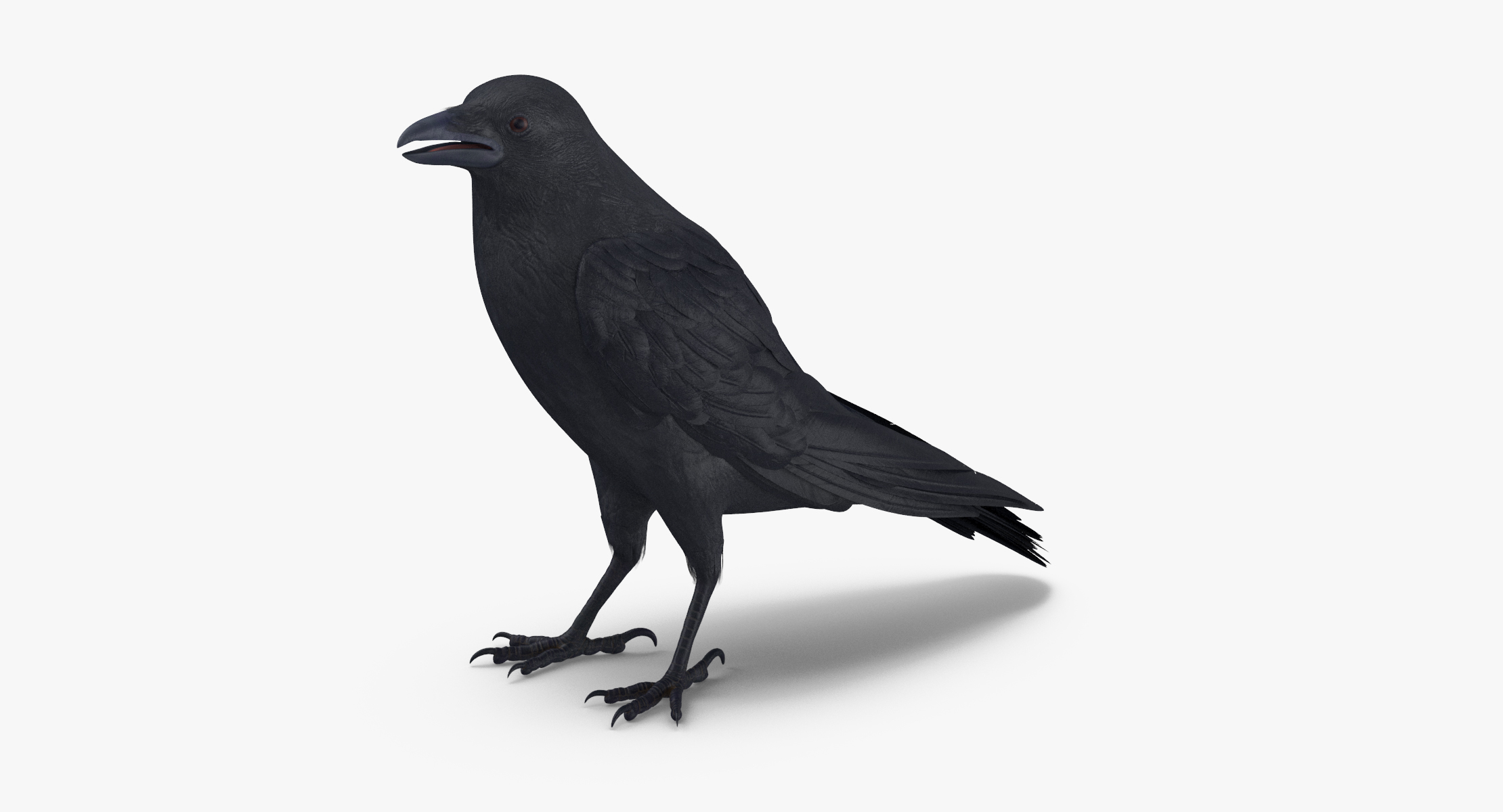 Crow 3 poses 3D model - TurboSquid 1190945