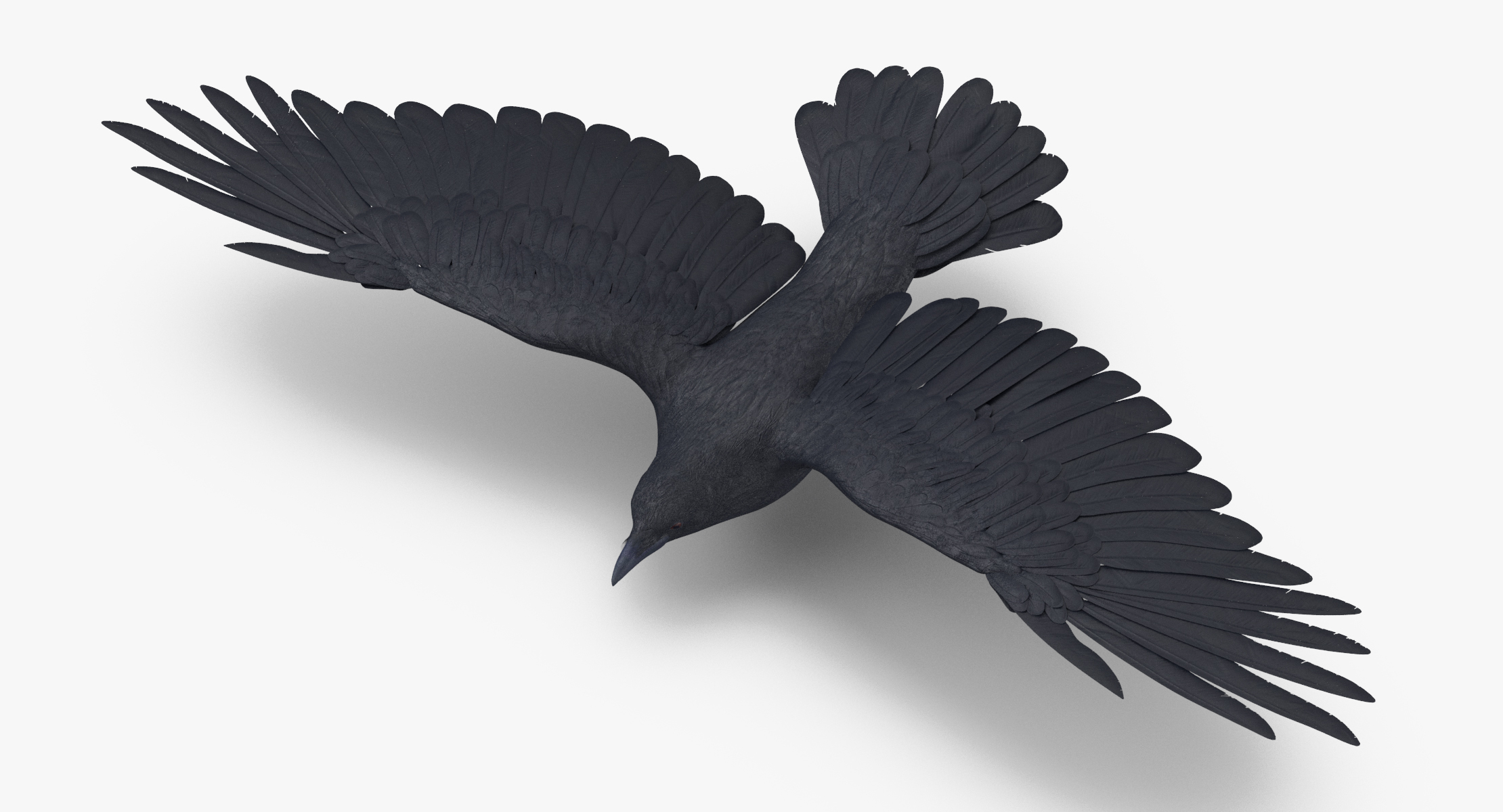 Crow 3 poses 3D model - TurboSquid 1190945