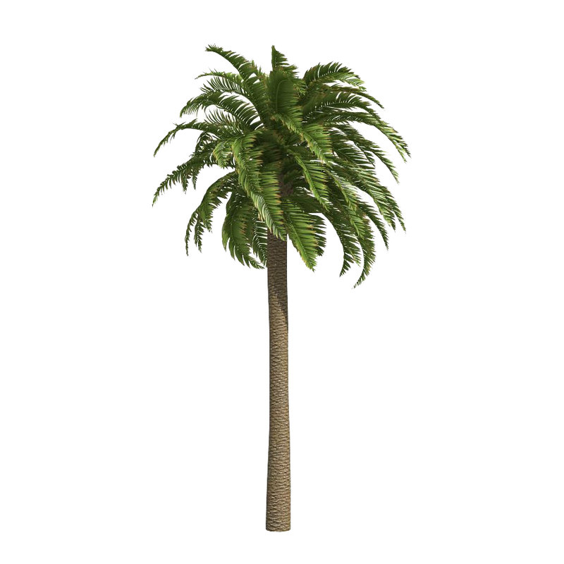 Palm tree 3D model - TurboSquid 1191131