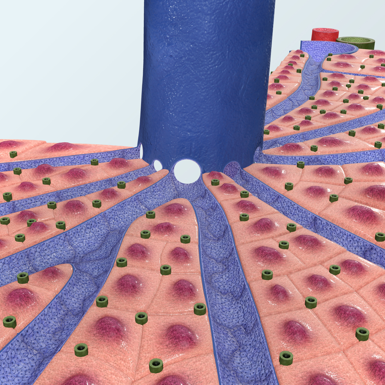 3D realistic liver lobule anatomy model - TurboSquid 1191337