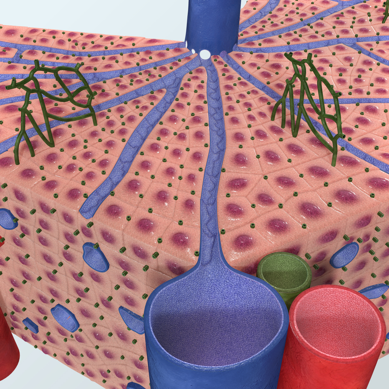 3D realistic liver lobule anatomy model - TurboSquid 1191337