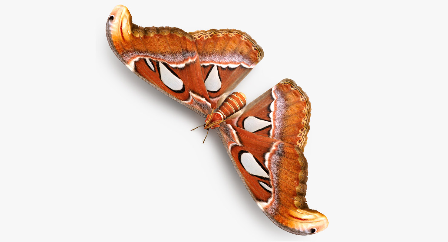 Atlas moth 3D model - TurboSquid 1191769