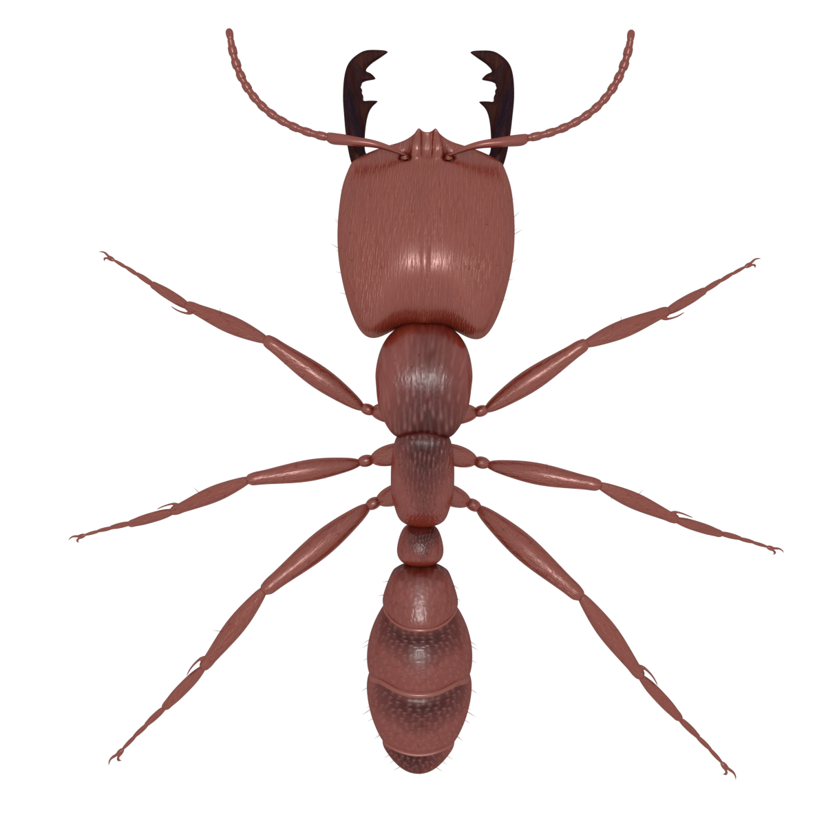 Army ant soldier model - TurboSquid 1191944